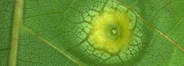 Research - Dr. Raul F. Medina Lab